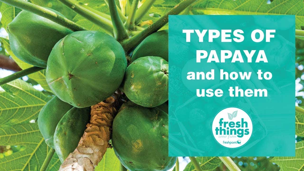 Fresh Things: Types of Papaya and How to Use Them - YouTube