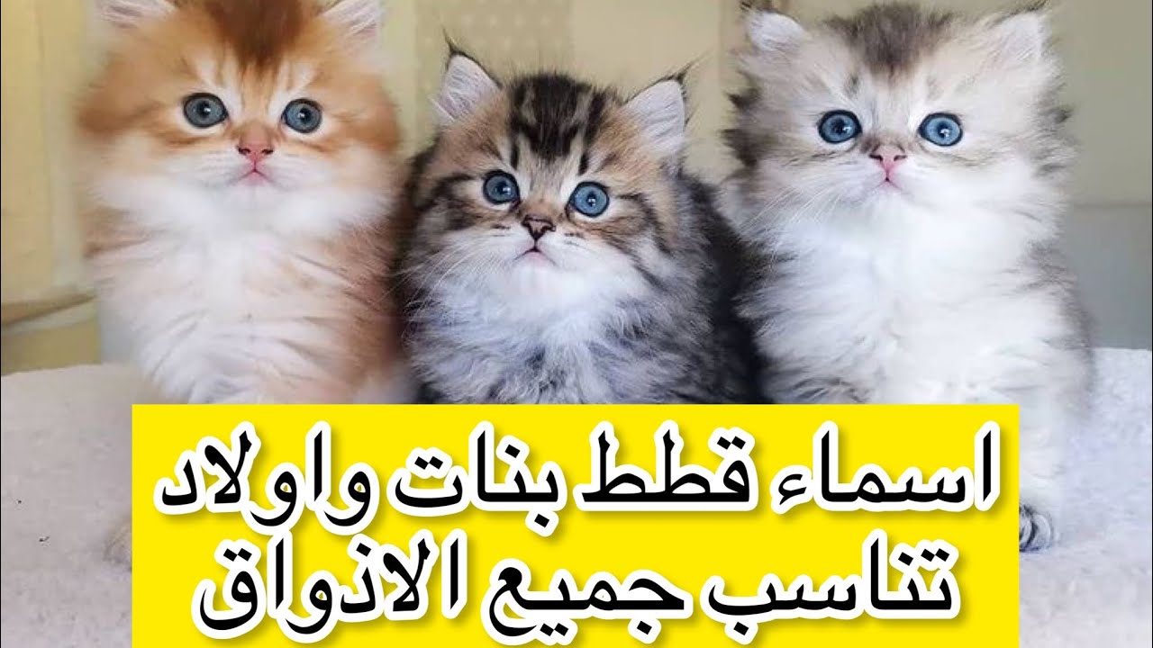 اسماء قطط ذكور واناث جديدة 2024 اجمل اسماء القطط تناسب جميع الاذواق Youtube