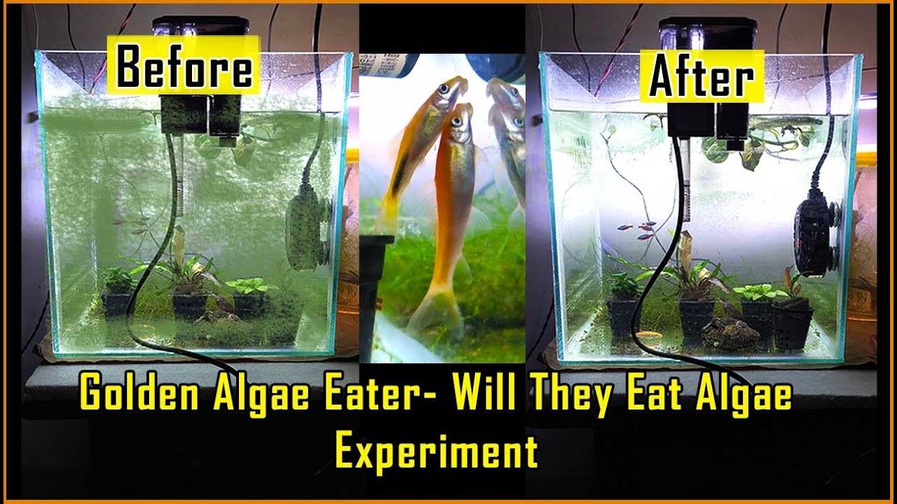 Golden Algae Eater Put To the Test. Algae Eating Experiment. - YouTube