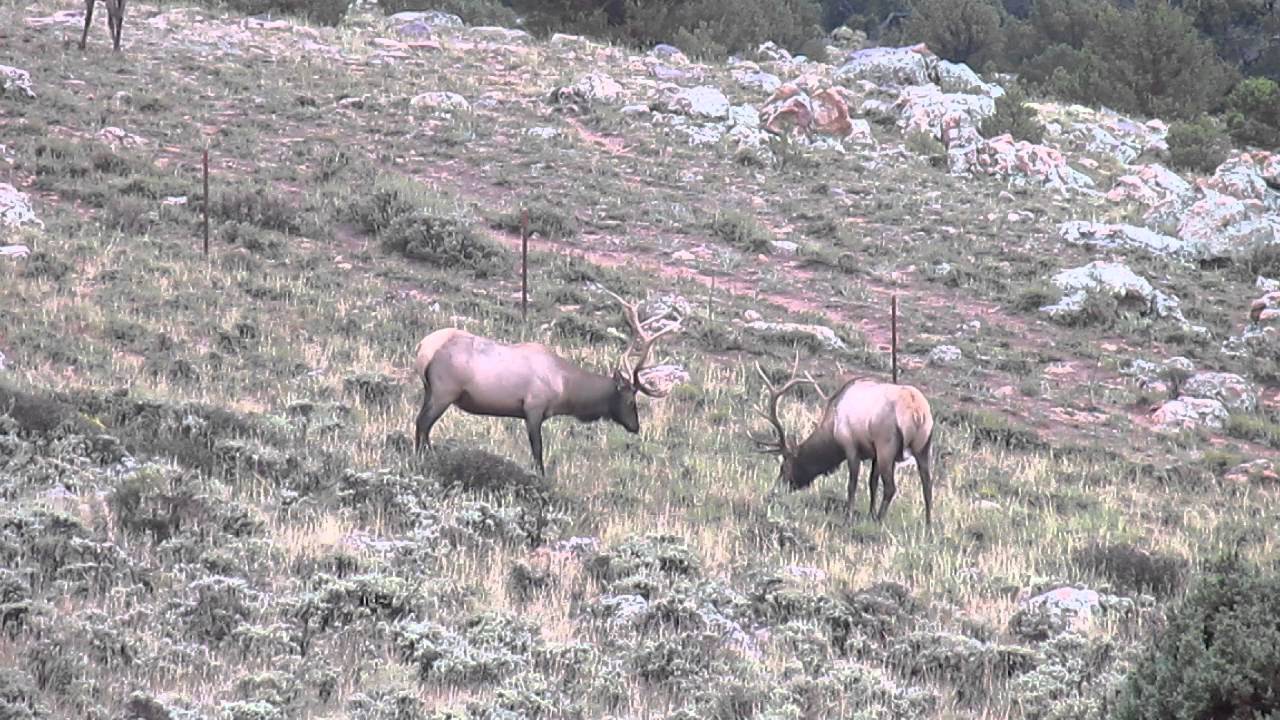 Colorado 201 Elk #4 - YouTube