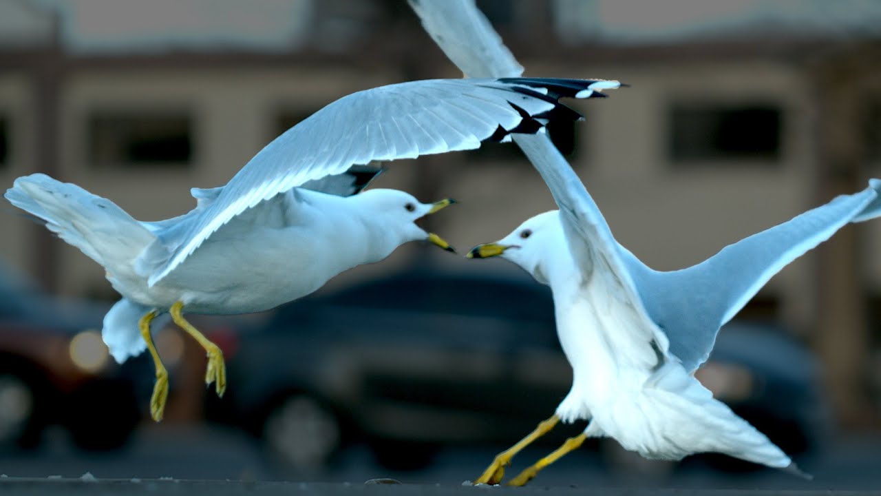 Birds Fighting Over Food - In 4K Slow Motion - YouTube