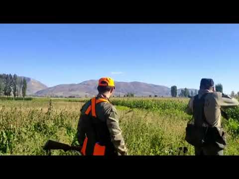 Breton, Bıldırcın Avı