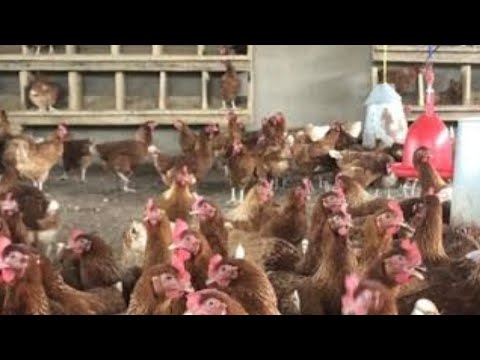 Backyard Chabro Boost Poultry farm in jammu - YouTube