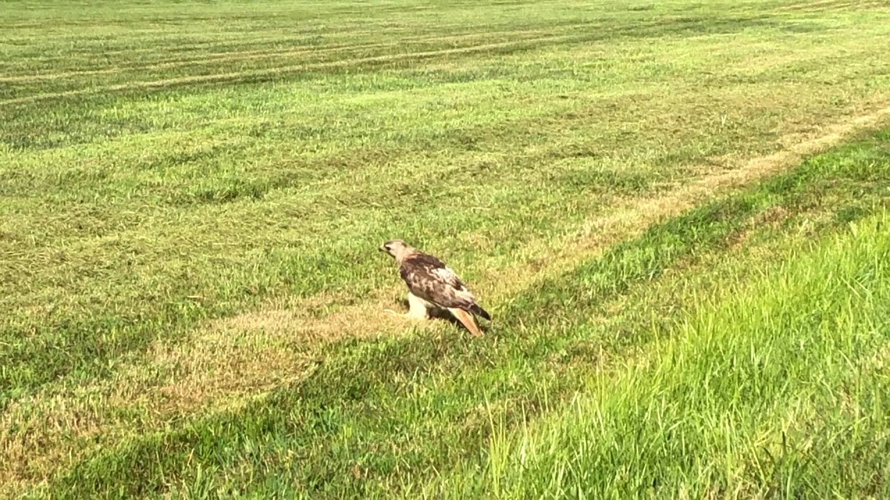 Caterer to the Birds: Red Tailed Hawk Eating Snake - YouTube