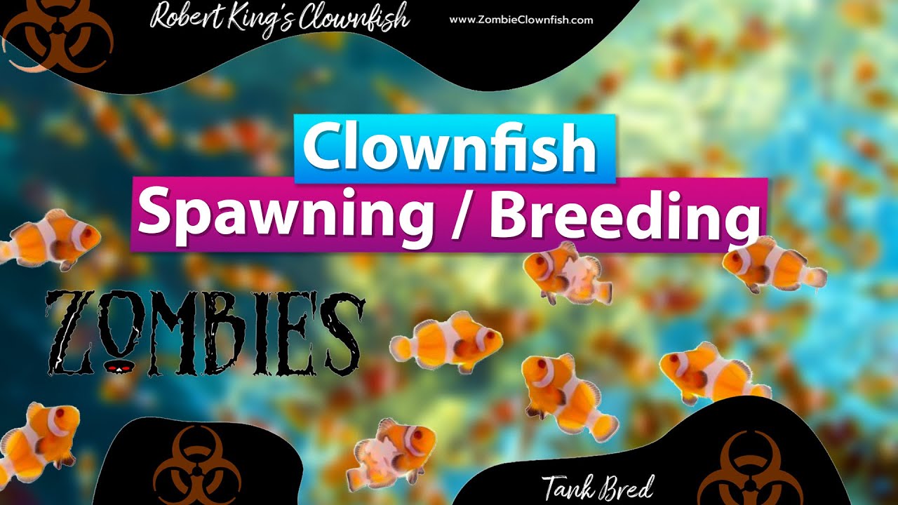 Clown Fish Spawning & Breeding with Robert King's Clownfish - YouTube