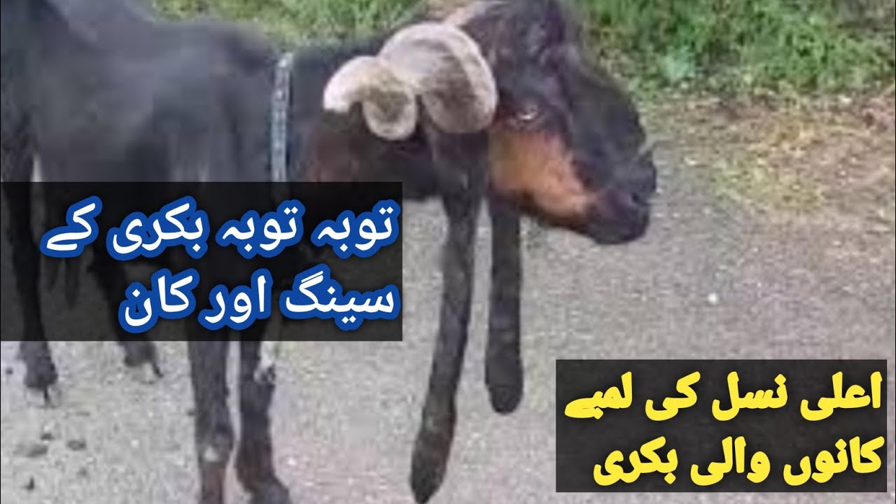 Goat with large unique horns | bakari bara unique qasm ke singon ke ...