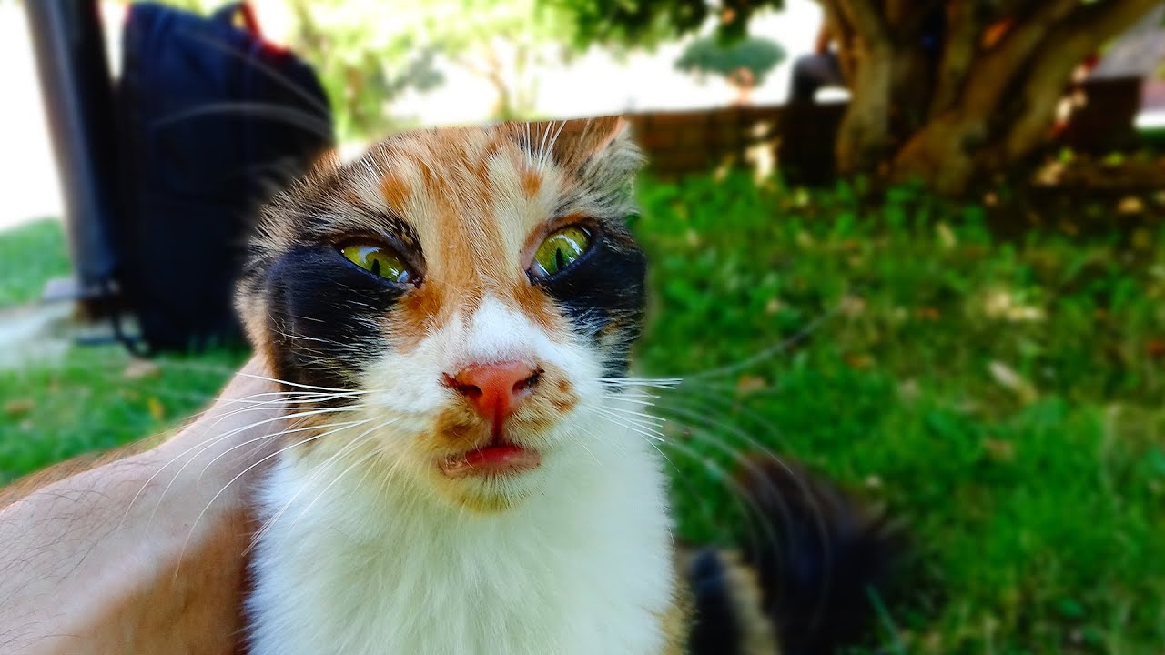 The calico cat scares everyone with its angry eyes - YouTube