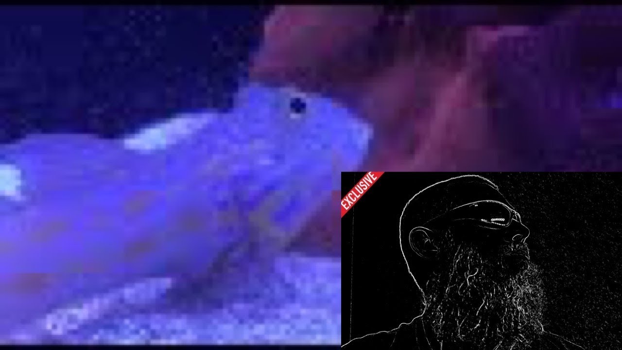 Strange salt water bottom sifting fish and corral - YouTube