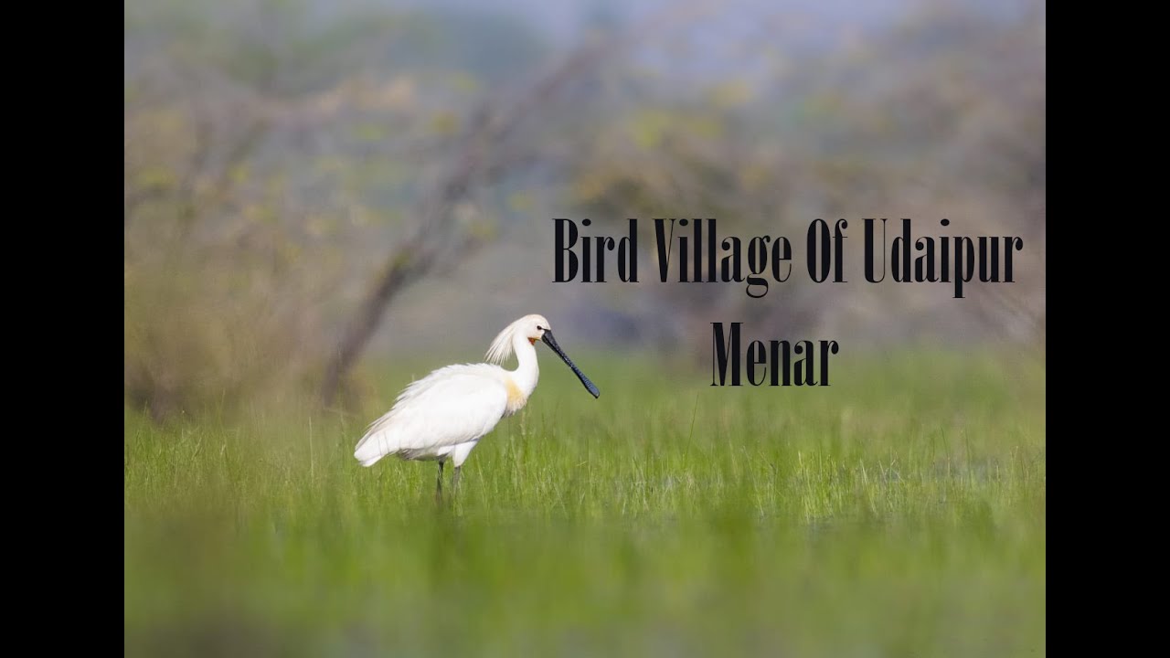 The Heaven of birds | Bird village of Udaipur - Menar !!!! #birds # ...