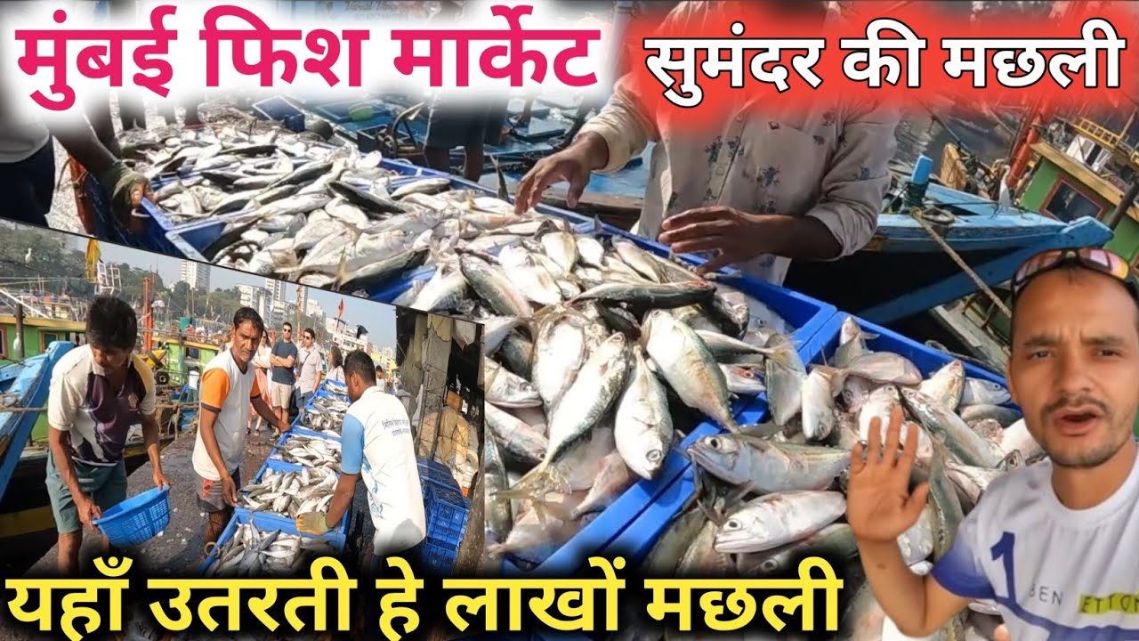 Mumbai Colaba Fish Market | मुंबई की सबसे बड़ी मछली बाजार ट्रको मे ...