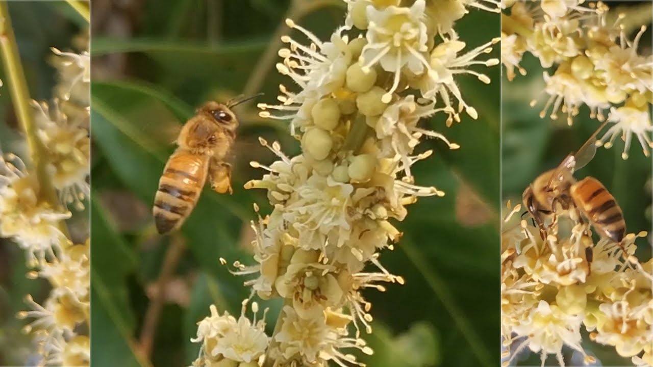 Relaxing Sounds of Bee, Bird, Insect, Wind And Flowers with Nature ...