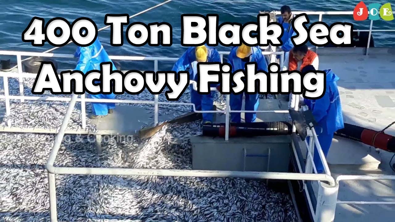 Black Sea Anchovy Fishing II Anchovy Fishing II Khamsa Fishing Georgia ...