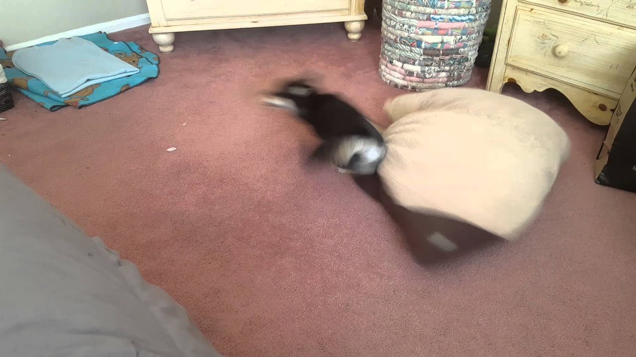 Maya the Shiba - YouTube