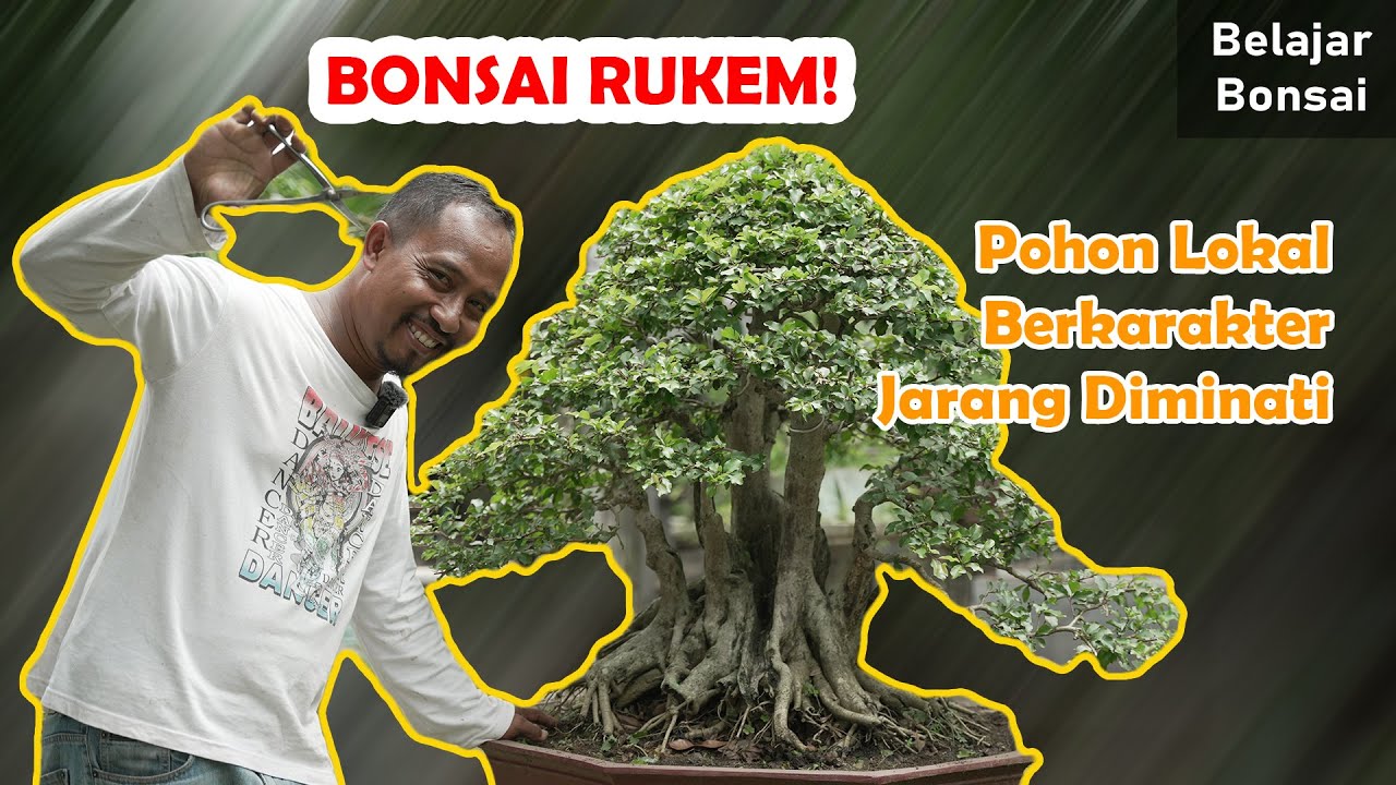 BONSAI RUKEM! Pohon Lokal Berkarakter Jarang Diminati Pebonsai - YouTube