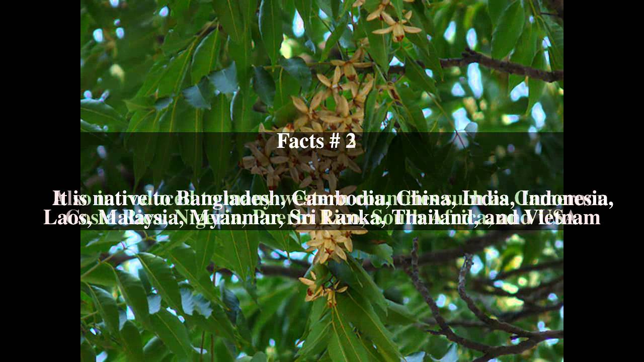 Chukrasia tabularis Top # 5 Facts - YouTube