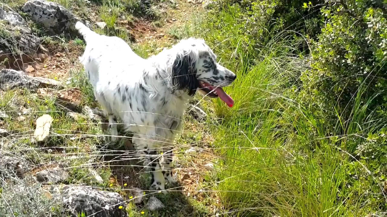 Greek Nature -Dog -English Setter Laverack Hunting 2017 - Αγγλικό ...