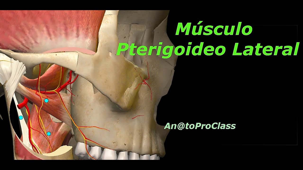 Músculo pterigoideo lateral - YouTube