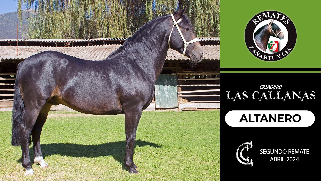 252 ALTANERO LAS CALLLANAS 2024 - YouTube