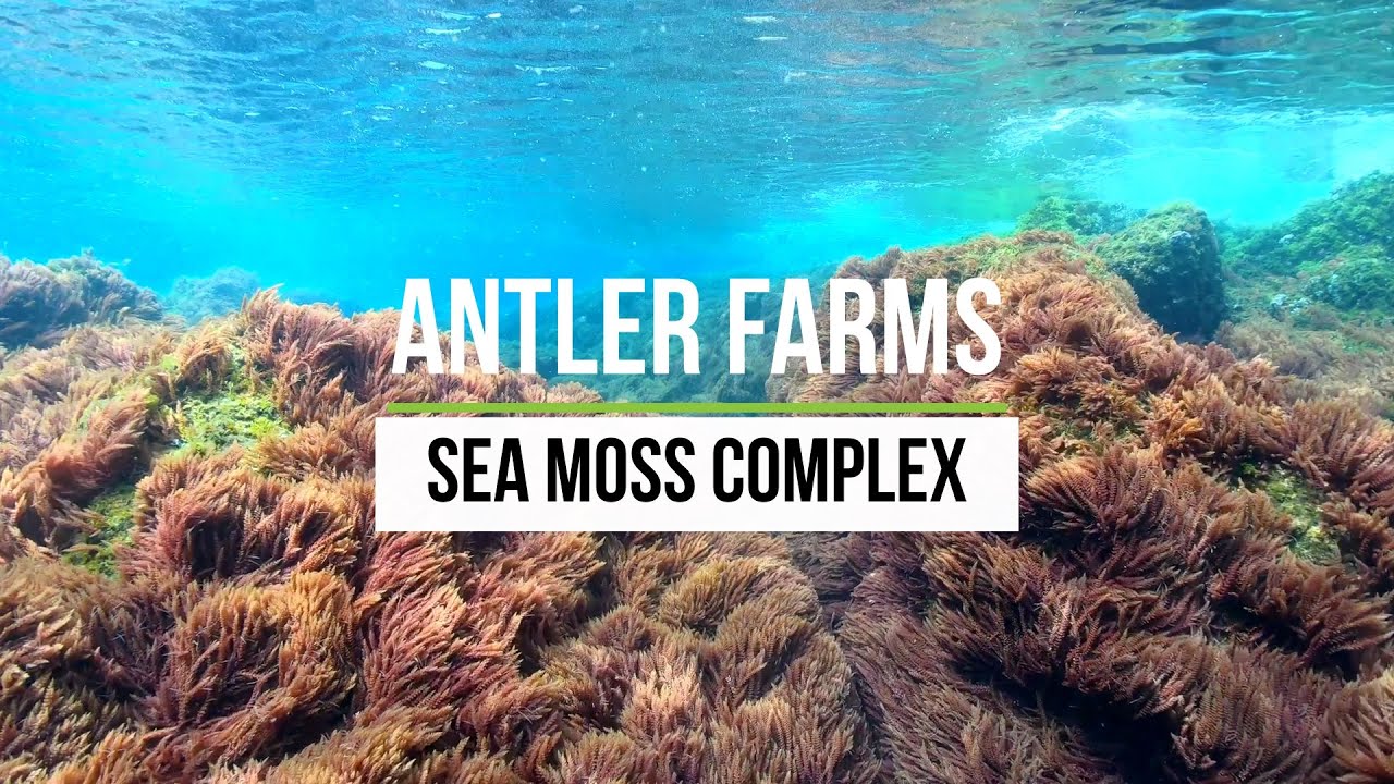 Antler Farms Sea Moss Complex, 100% Pure, Clean & Wildcrafted - YouTube