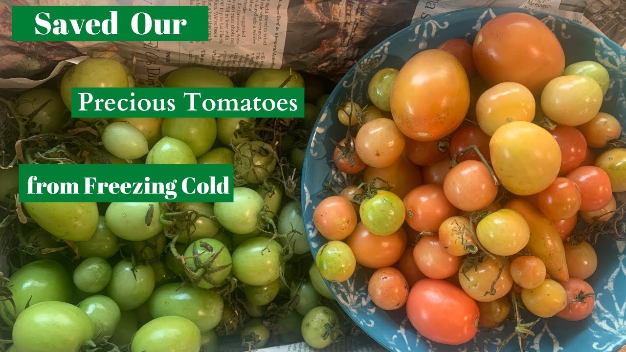 Saved our precious tomatoes from freezing cold - YouTube