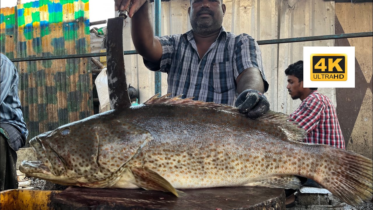 Kalavan fish cutting videos Fishcuttingrs #fishcuttingrs #fish # ...