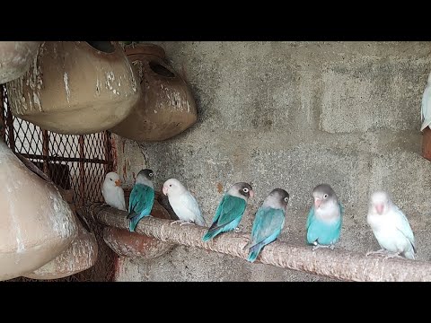 Weekend birds vlog 8th feb - YouTube