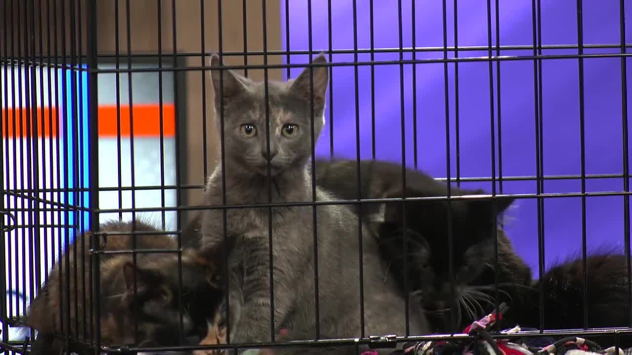 Kato Living - Adopt a Kitten with Mending Spirits! - YouTube