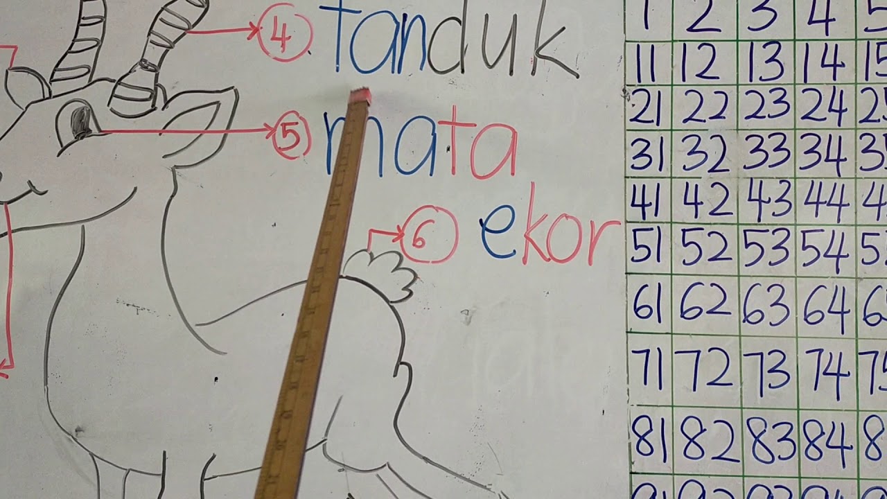 KENALI BAHAGIAN TUBUH BADAN HAIWAN: RUSA (SAINS AWAL) BAHAN PDPR CIKRAA ...