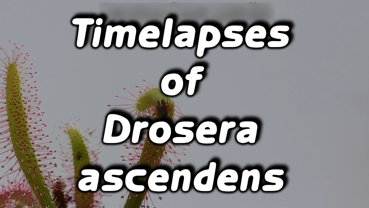 Timelapses with the sundew Drosera ascendens - YouTube
