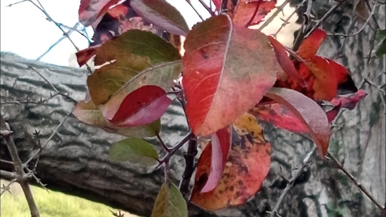 Rest House Murree - YouTube