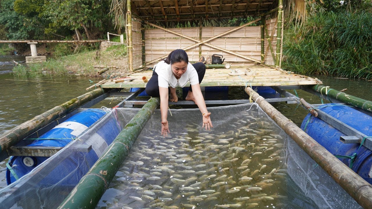 Build a kitchen on a floating raft - Fish farming in cages using nets ...