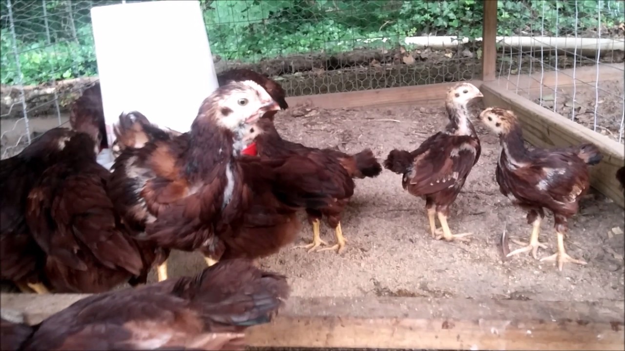RIR Chicks - YouTube