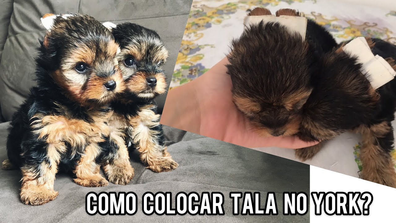 Yorkshire Terrier- COMO COLOCAR TALA NO YORK? - YouTube