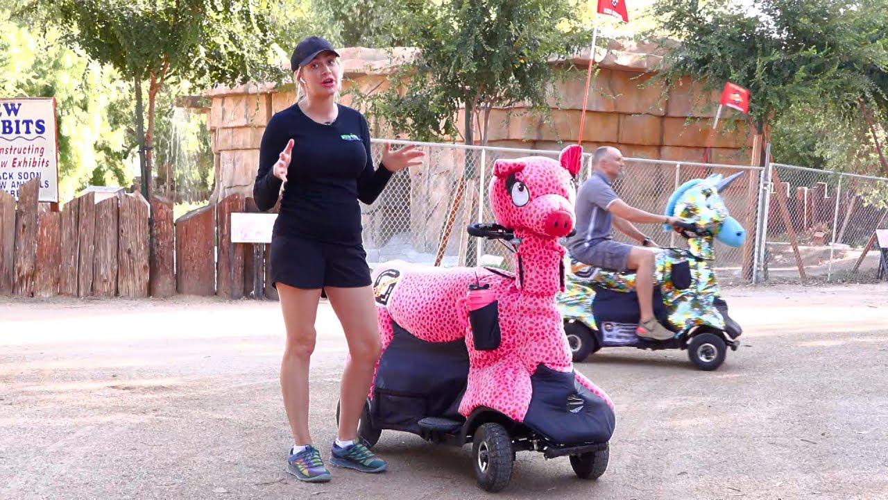 Rock A Rydable At Wildlife World Zoo Aquarium Safari Park YouTube rock-a-rydable-at-wildlife-world-zoo-aquarium-safari-park-youtube