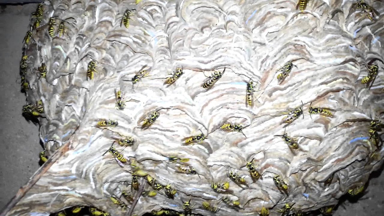 ari peteyi mocuze - YouTube