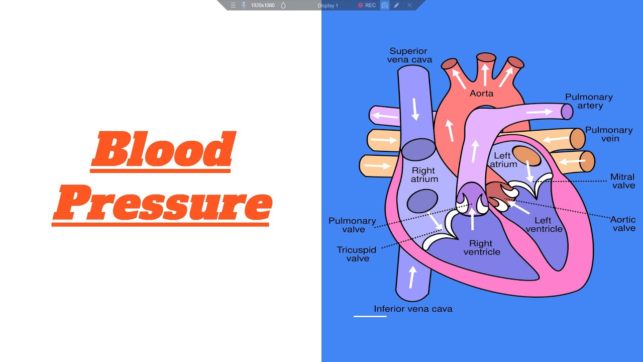 Blood Pressure | Lecture No.19 | Federal Board | HSSC-II | Biology ...
