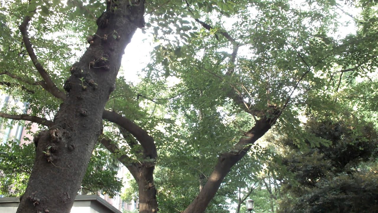 Sound of Japanese cicadas 4 - YouTube