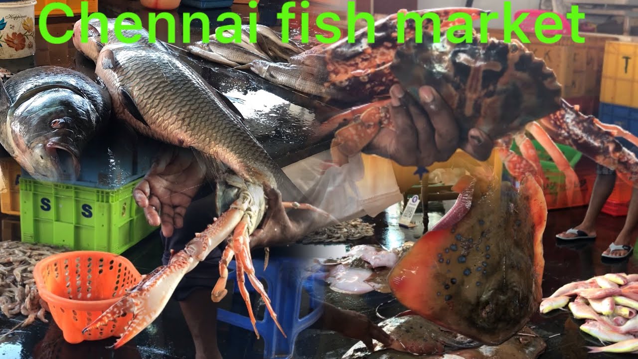 #chennai Fish heaven Chennai fish @sumanchandran4619 - YouTube