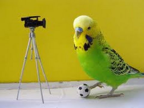 Easy Parakeet Trick in 5 minutes - YouTube