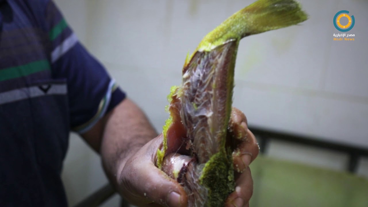 Fesikh and Herring Factories in Gaza Strip witnessing recovery just ...