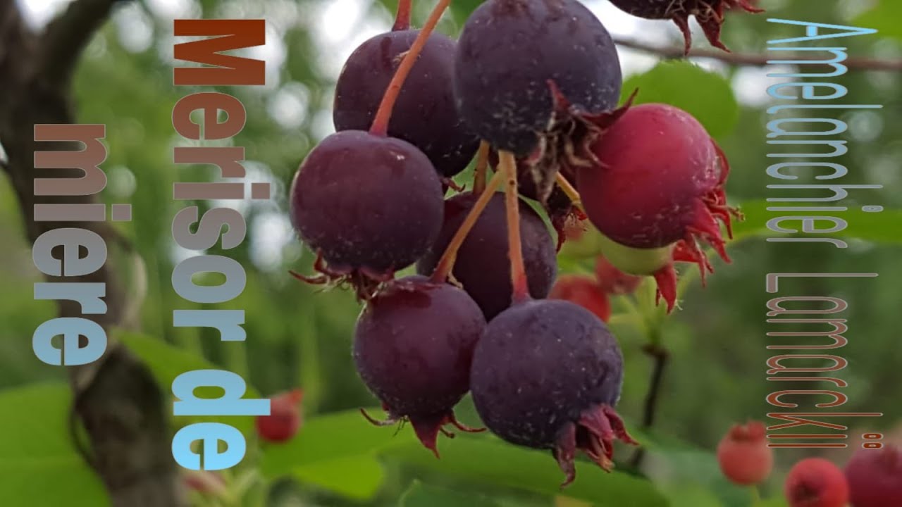 Pom de Stafide, Merisor de miere sau Afin Canadian Fructe coapte Gard ...