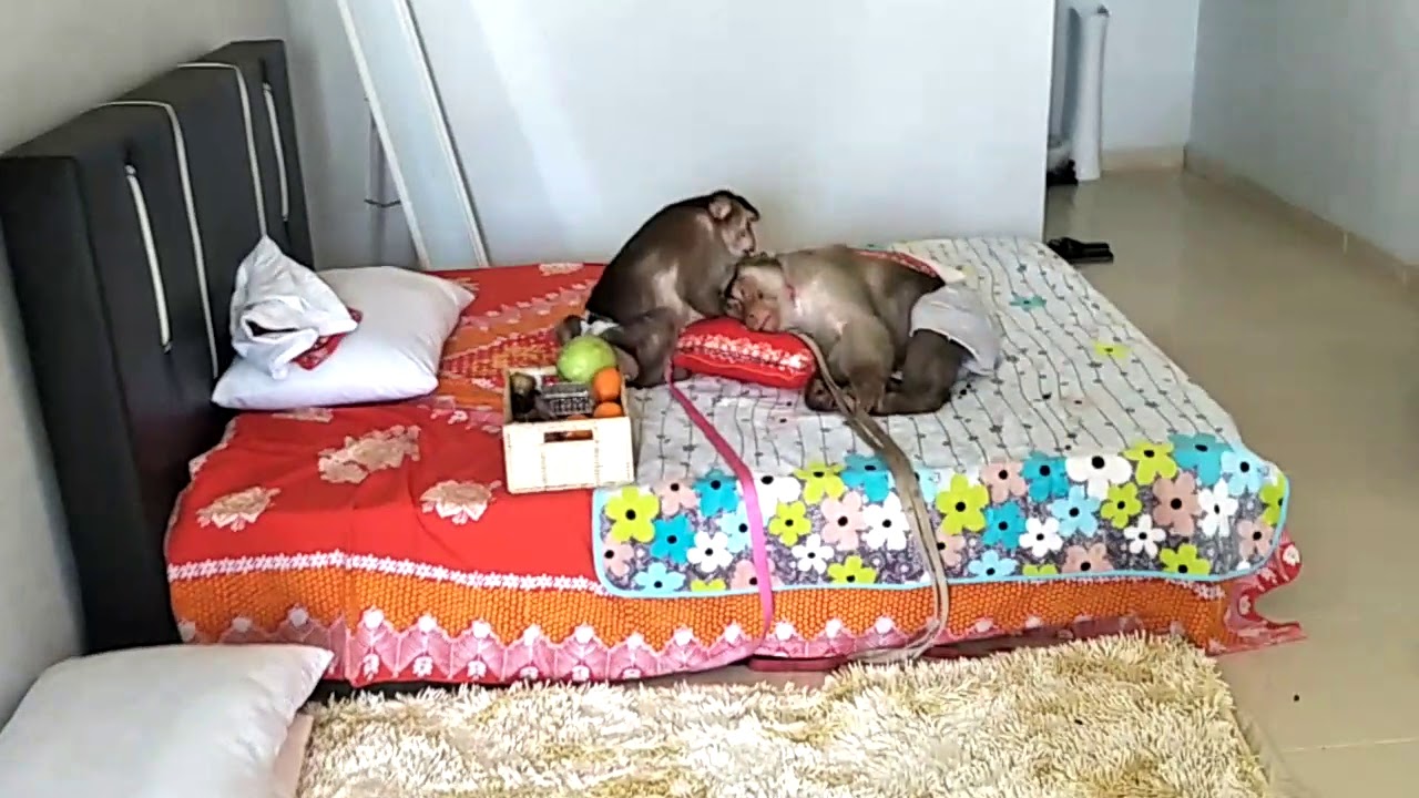 Monkey Jk Shaki We Arrive At Chalet - YouTube