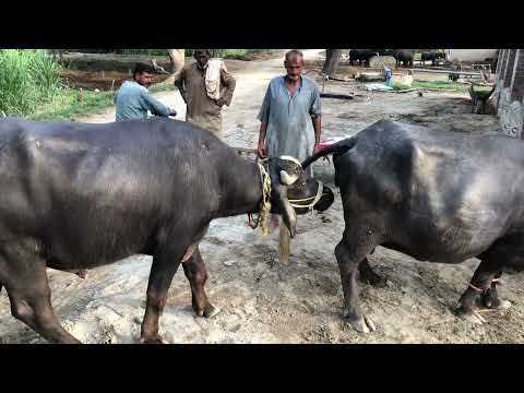 Buffalo Mating New 2026 Buffalo Breeding Process on a Dairy Farm🦬Buffalo Breeding in Real Life