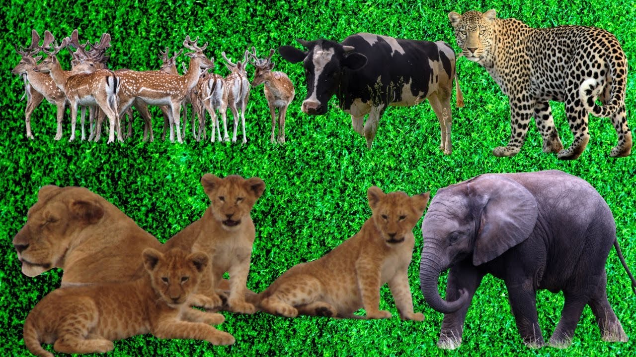 The Most Amazing Moments of Wild Animals || Ultimate Wild Animals ...