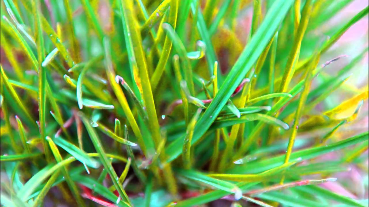 user18081971 (Aphex Twin) - Donkey Rhubarb RDJchild Remix - YouTube