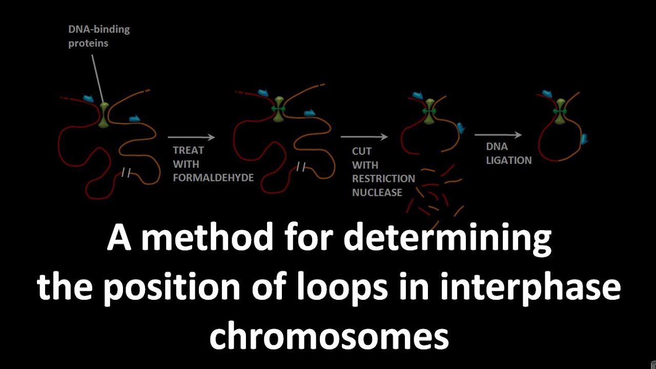 Chromosome conformation capture method - YouTube