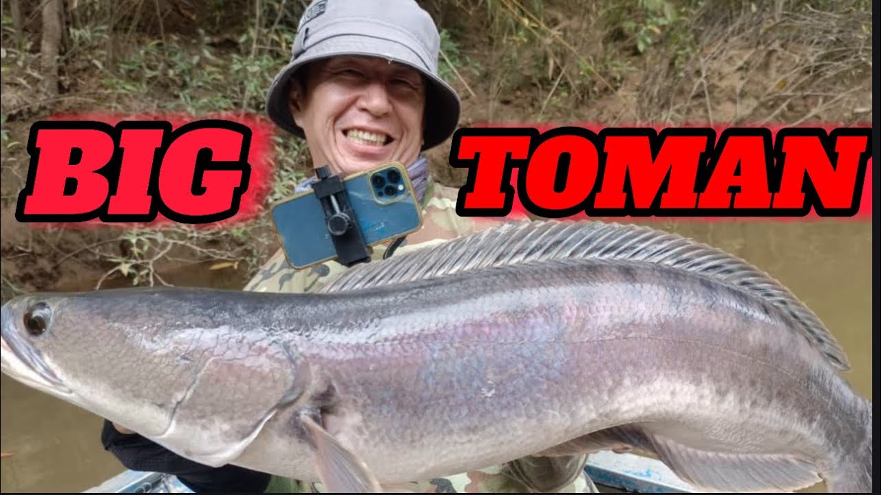 BIG TOMAN‼️‼️🎣 多曼鱼👀‼️ - YouTube