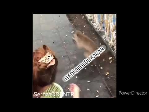 Behlül Kaçar 🐒💨