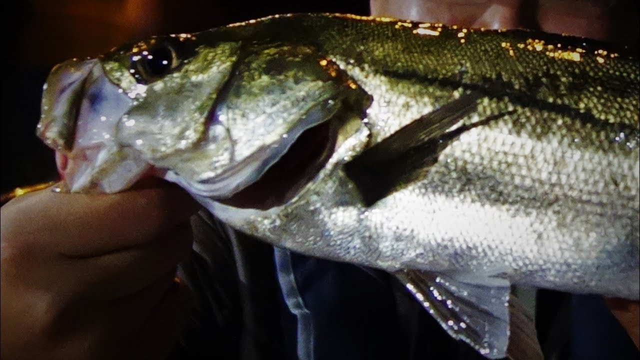 Fly Fishing in Japan: Suzuki - YouTube