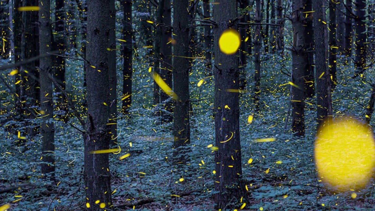 Firefly Light Trails Captured HD 2014 HD - YouTube